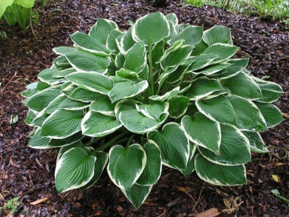 Hosta 'Francee' - Hartlelie | De Tuinen van Appeltern