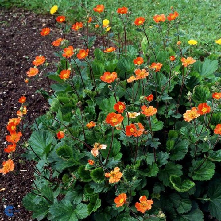 Geum coccineum 'Borisii' - Nagelkruid | De Tuinen van Appeltern