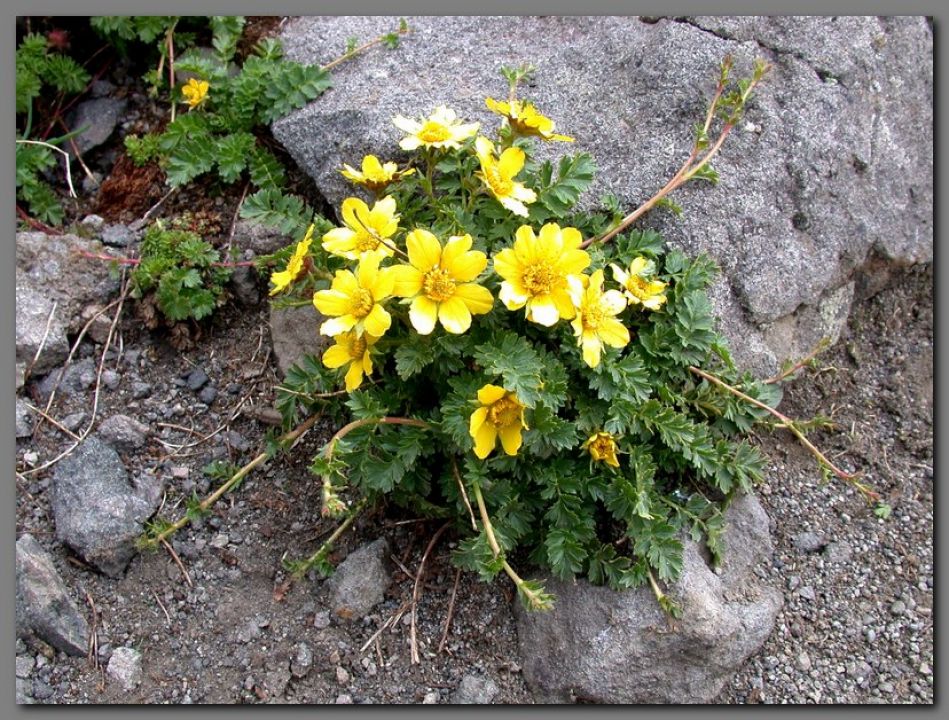 Geum reptans - Kruipend nagelkruid | De Tuinen van Appeltern
