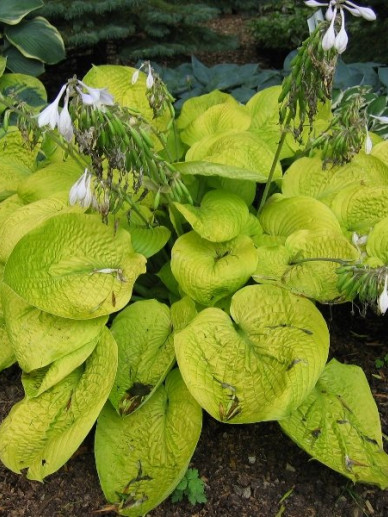 Hosta 'Zounds' - Hartlelie | De Tuinen van Appeltern