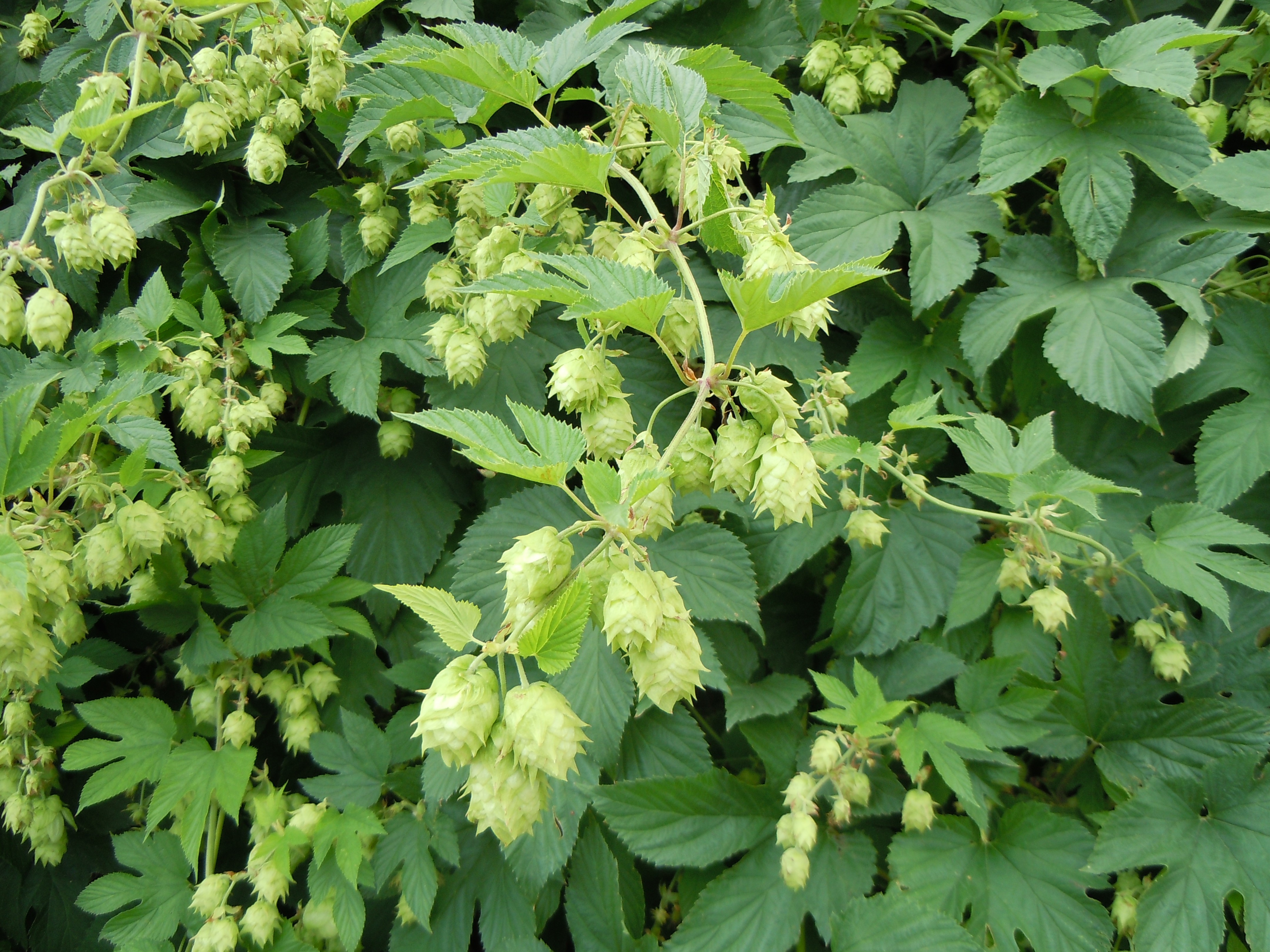 Humulus lupulus - Hop - De Tuinen van Appeltern