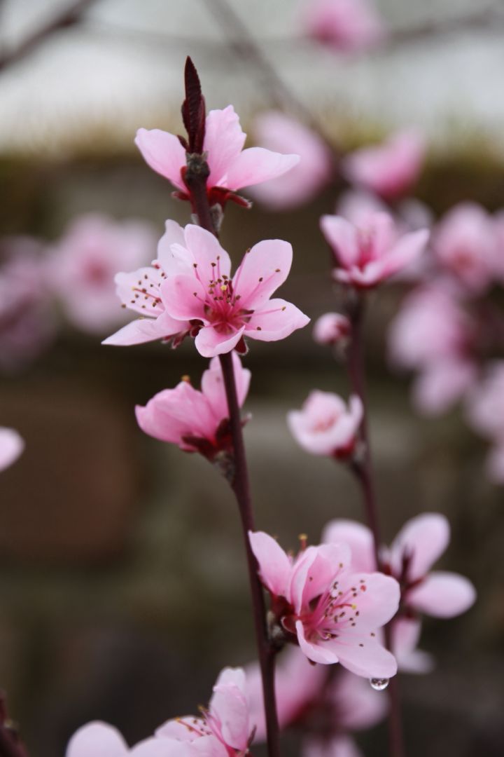 Prunus persica 'Purpurea' - Perzik | De Tuinen van Appeltern