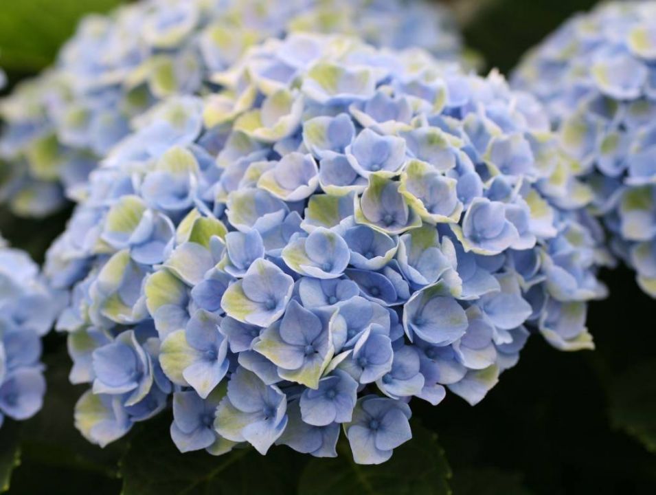 Hydrangea macrophylla 'Magical® Revolution Blue' - Hortensia | De ...