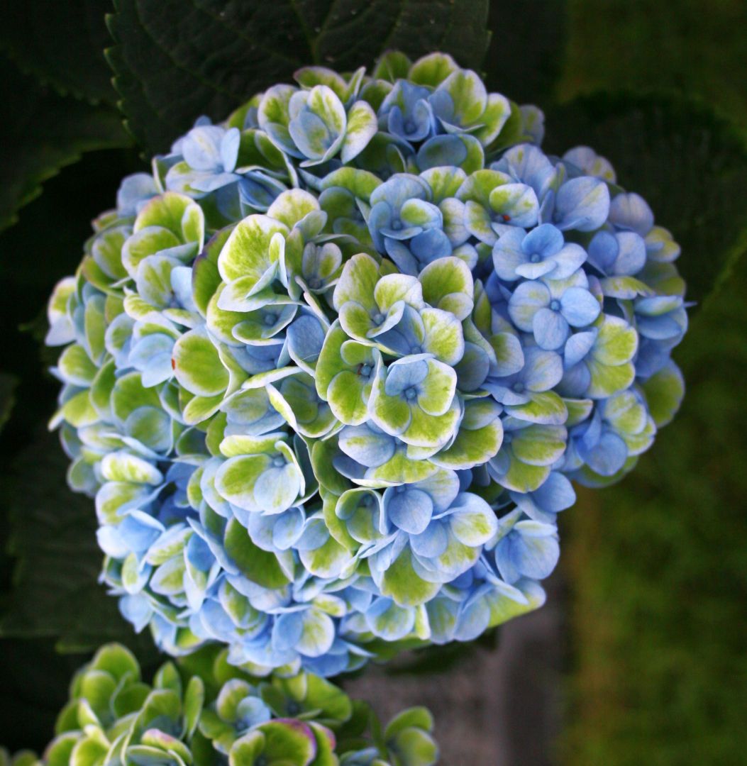 Hydrangea macrophylla 'Magical® Revolution Blue' - Hortensia | De ...