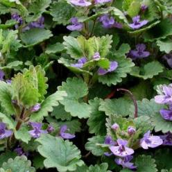 Glechoma hederacea 'Variegata' - Hondsdraf | De Tuinen van Appeltern