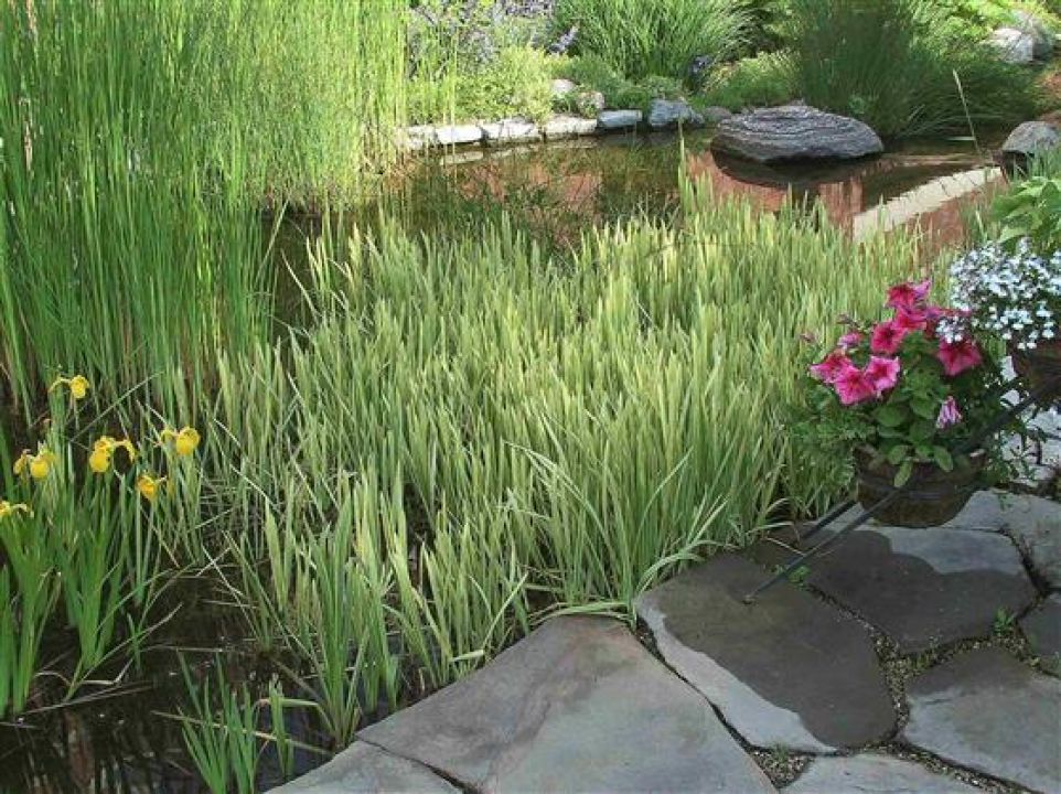 Glyceria maxima 'Variegata' - Bont liesgras | De Tuinen van Appeltern