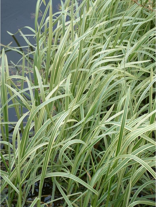 Glyceria maxima 'Variegata' - Bont liesgras | De Tuinen van Appeltern