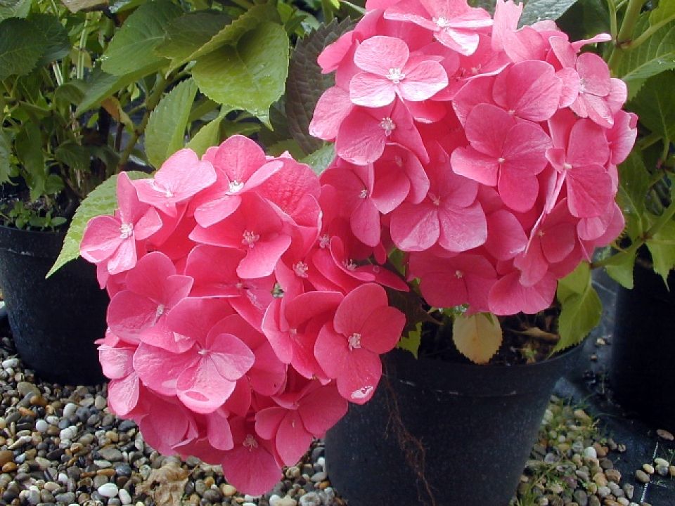 Hydrangea macrophylla 'Red Baron' - Tuinhortensia | De Tuinen van Appeltern