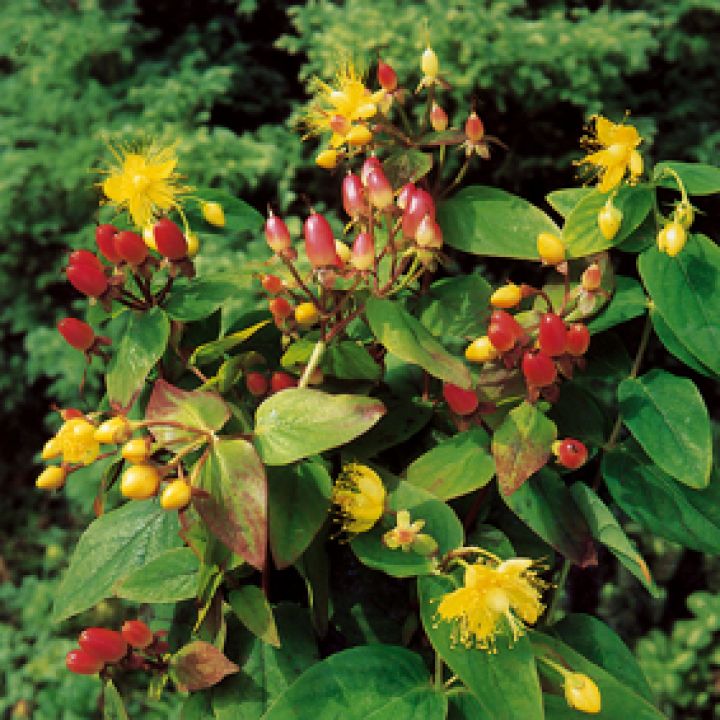 Hypericum x inodorum 'Elstead' - Hertshooi | De Tuinen van Appeltern
