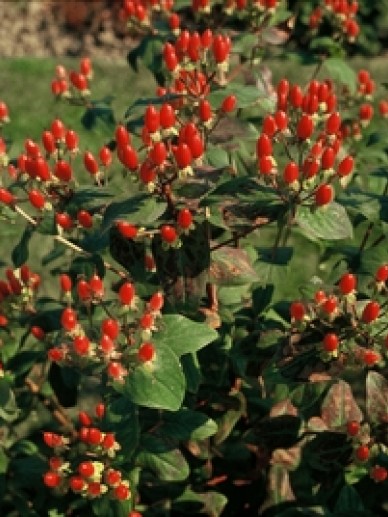 Hypericum x inodorum 'Elstead' - Hertshooi | De Tuinen van Appeltern