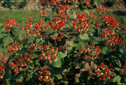 Hypericum x inodorum 'Elstead' - Hertshooi | De Tuinen van Appeltern