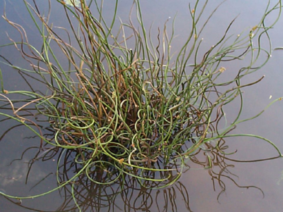 Juncus effusus 'Spiralis' - Krul-pitrus | De Tuinen van Appeltern