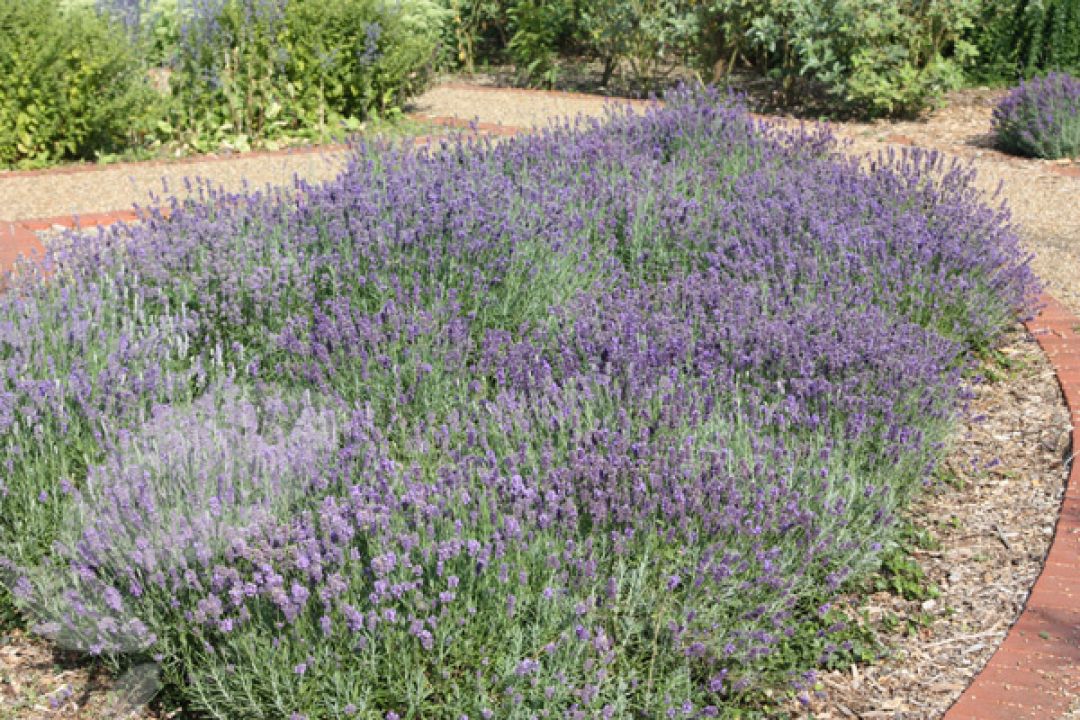 Lavandula angustifolia 'Munstead' - Lavendel | De Tuinen van Appeltern