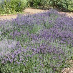 Lavandula angustifolia 'Munstead' - Lavendel | De Tuinen van Appeltern