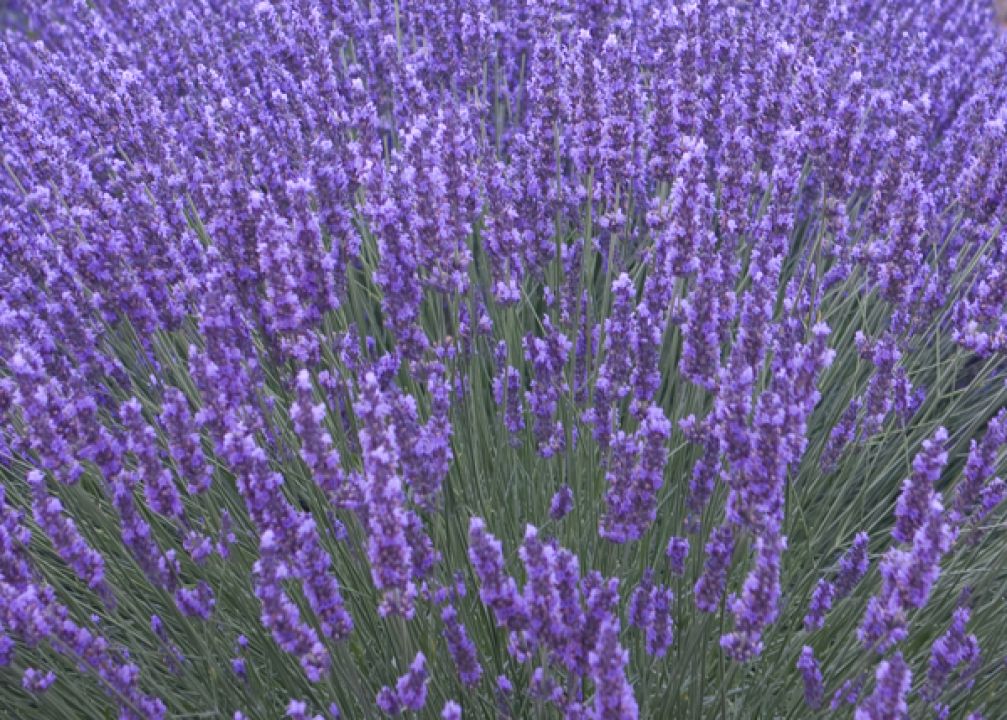 Lavandula angustifolia 'Munstead' - Lavendel | De Tuinen van Appeltern