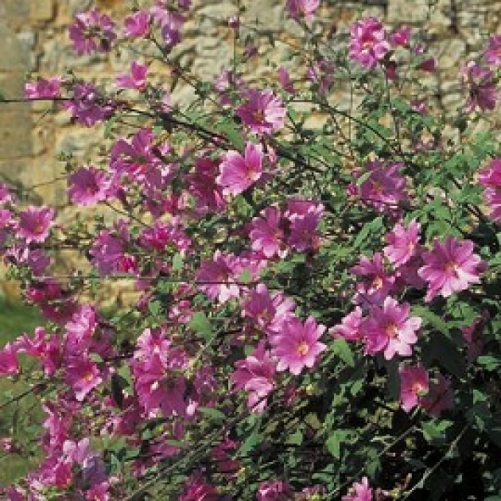 Lavatera olbia 'Rosea' - Struikmalva | De Tuinen van Appeltern