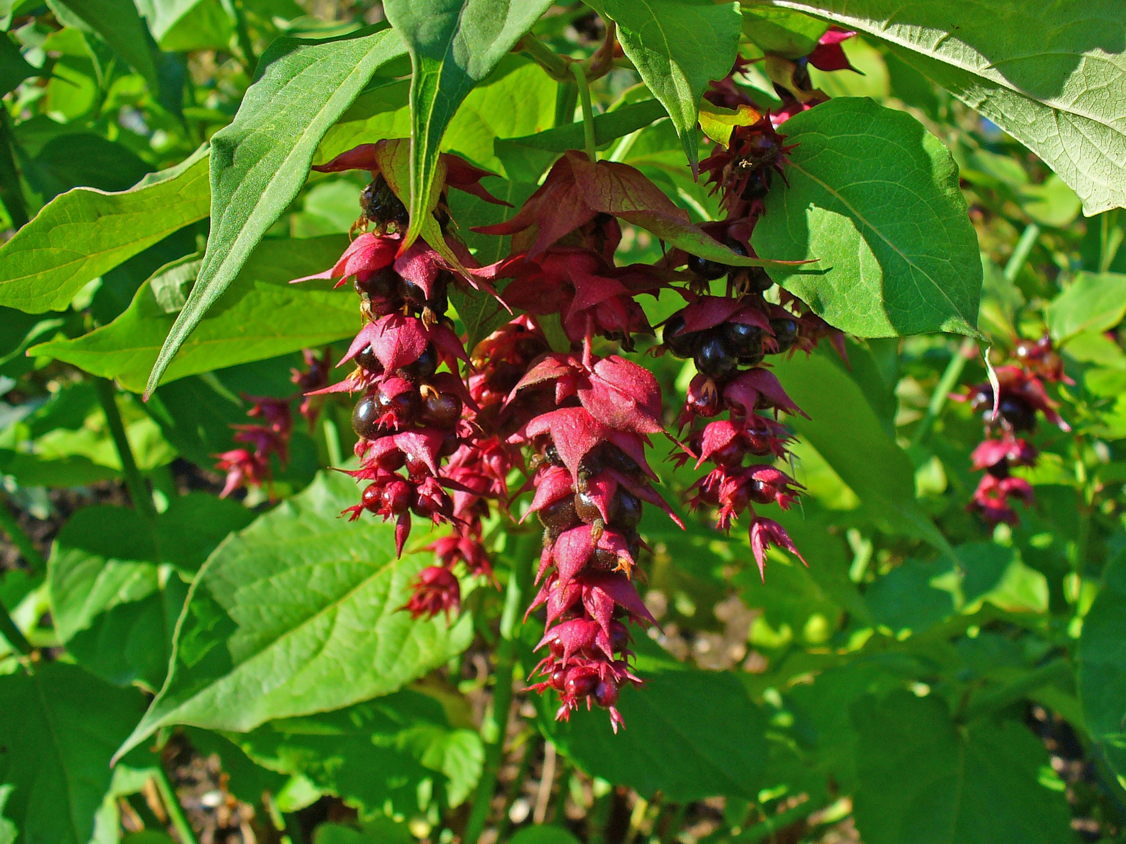Leycesteria formosa - Grootmoeders oorbellen - De Tuinen van Appeltern