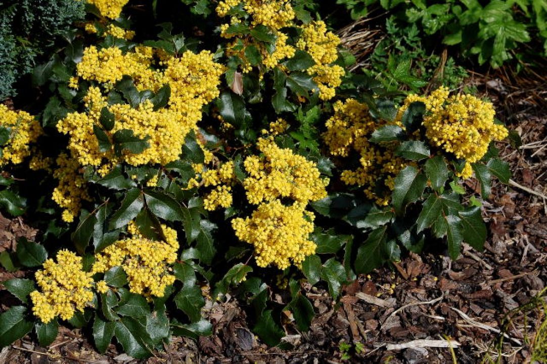 Mahonia aquifolium 'Apollo' - Mahoniestruik | De Tuinen van Appeltern