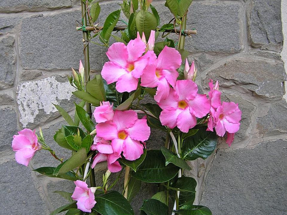 Mandevilla splendens - Mandevilla, dipladenia | De Tuinen van Appeltern