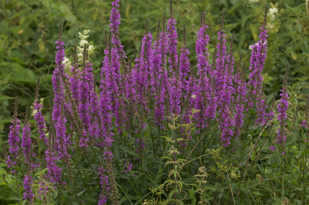 Lythrum salicaria - Grote kattenstaart | De Tuinen van Appeltern