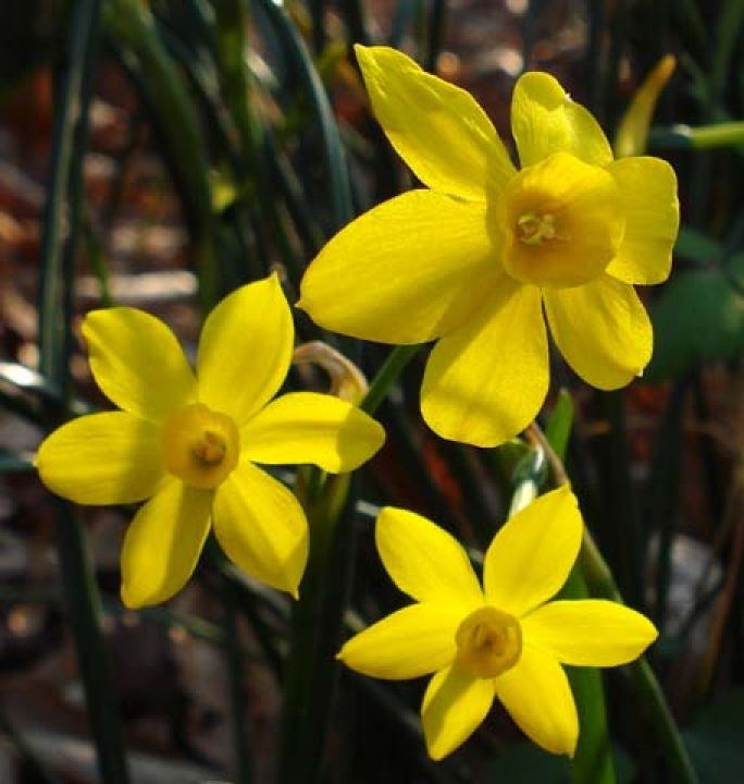 Narcissus 'Baby Moon' - Narcis | De Tuinen van Appeltern