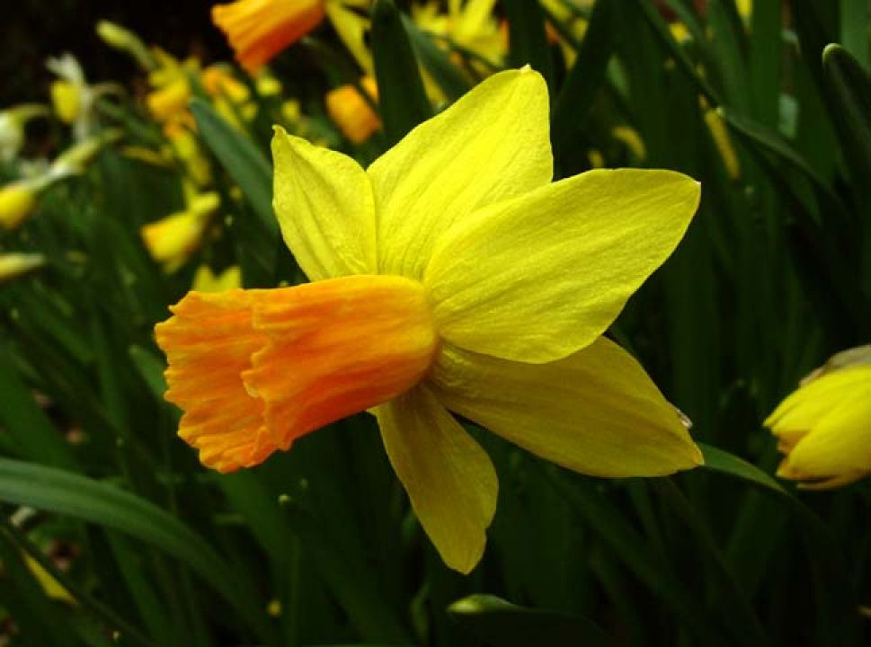 Narcissus 'Jetfire' - Narcis | De Tuinen van Appeltern