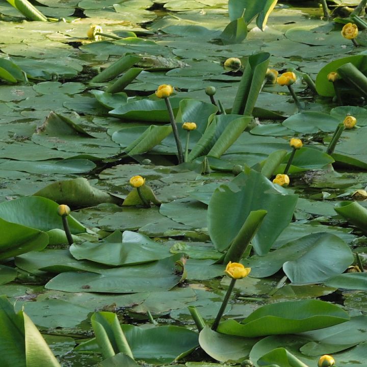 Nuphar lutea - Gele plomp | De Tuinen van Appeltern