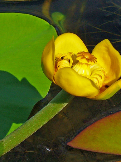 Nuphar lutea - Gele plomp | De Tuinen van Appeltern