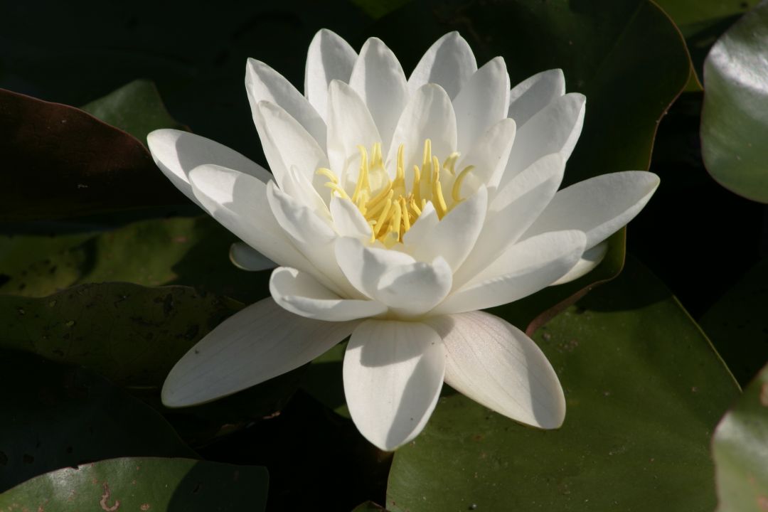 Nymphaea alba - Waterlelie | De Tuinen van Appeltern
