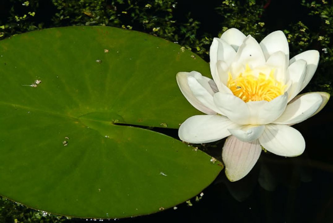 Nymphaea alba - Waterlelie | De Tuinen van Appeltern