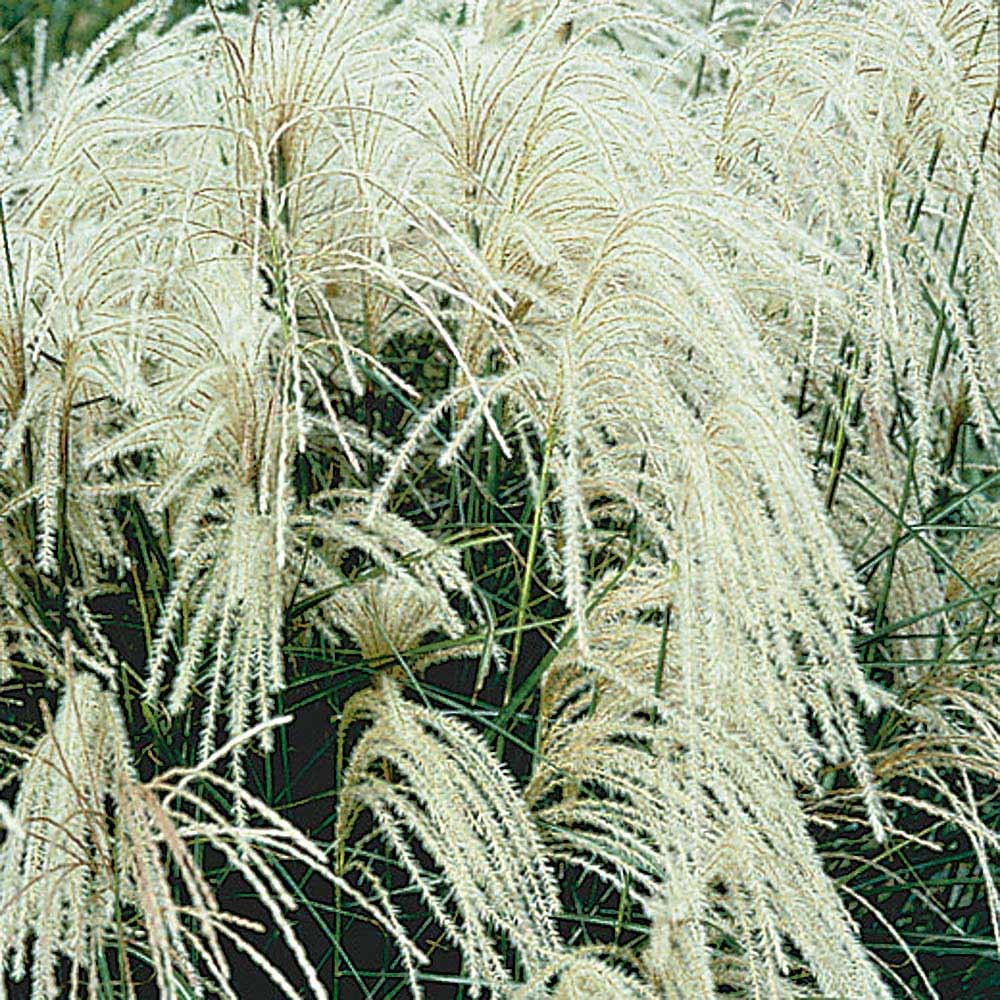 Miscanthus sinensis 'Silberspinne' - Prachtriet - De Tuinen van Appeltern