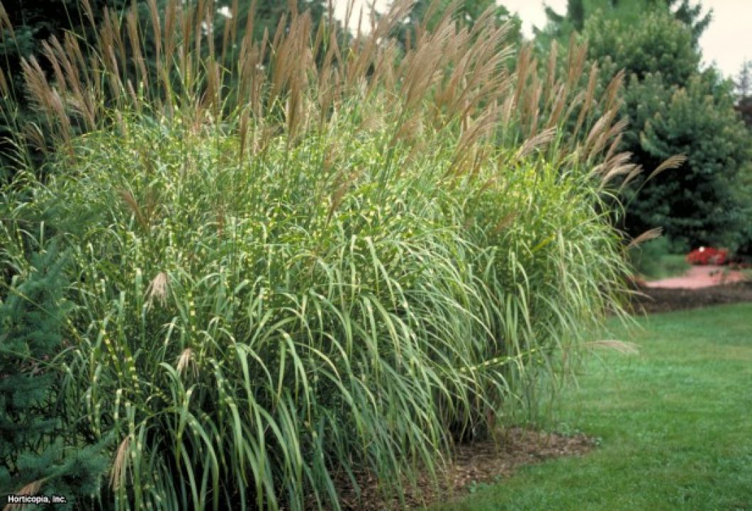 Miscanthus sinensis 'Zebrinus' - Prachtriet | De Tuinen van Appeltern