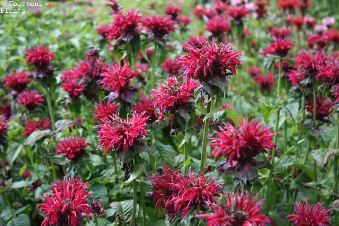 Monarda 'Fireball' - Bergamotplant | De Tuinen van Appeltern