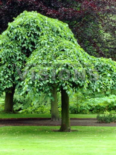 Morus alba 'Pendula' - Witte moerbei (treurvorm) | De Tuinen van Appeltern