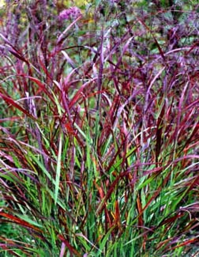 Panicum virgatum 'Shenandoah' (Vingergras) | De Tuinen van Appeltern