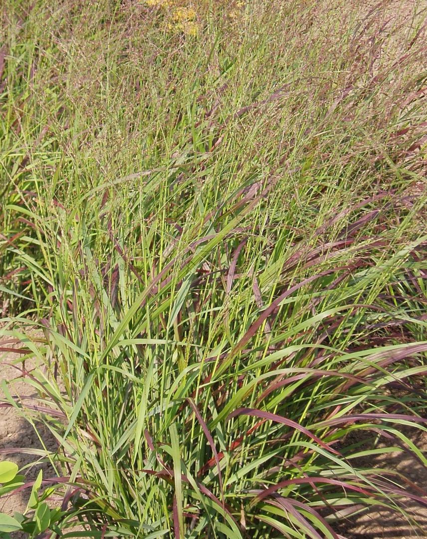 Panicum virgatum 'Rotstrahlbusch' - Vingergras | De Tuinen van Appeltern