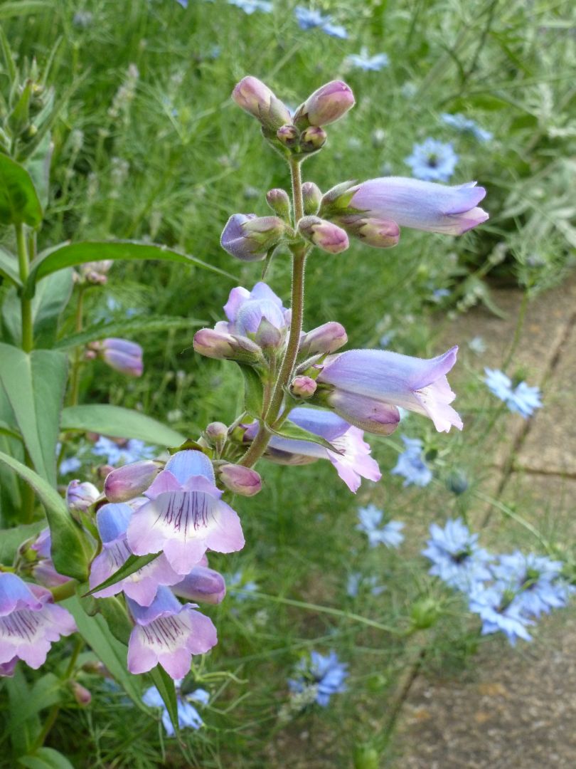 Penstemon 'Sour Grapes' - Slangekop | De Tuinen van Appeltern