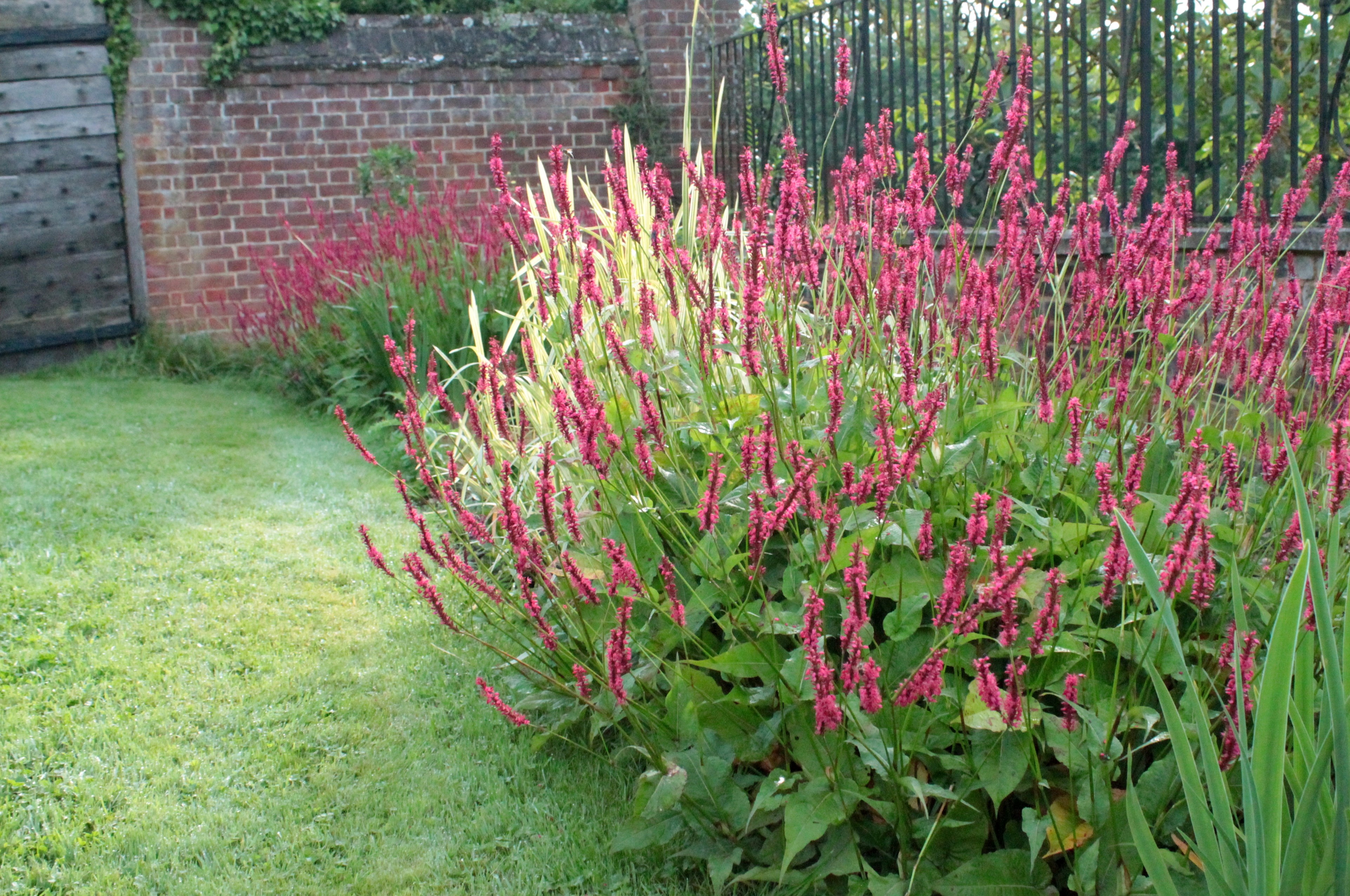 Persicaria amplexicaulis - Duizendknoop - De Tuinen van Appeltern