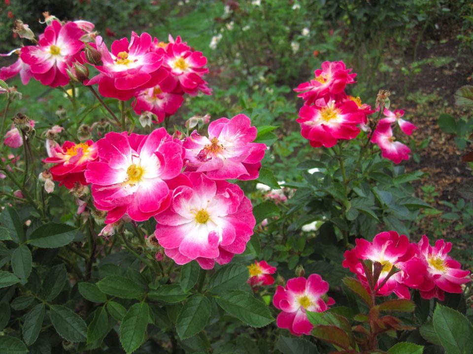 Rosa 'Baby Faurax' - Miniatuurroos | De Tuinen van Appeltern