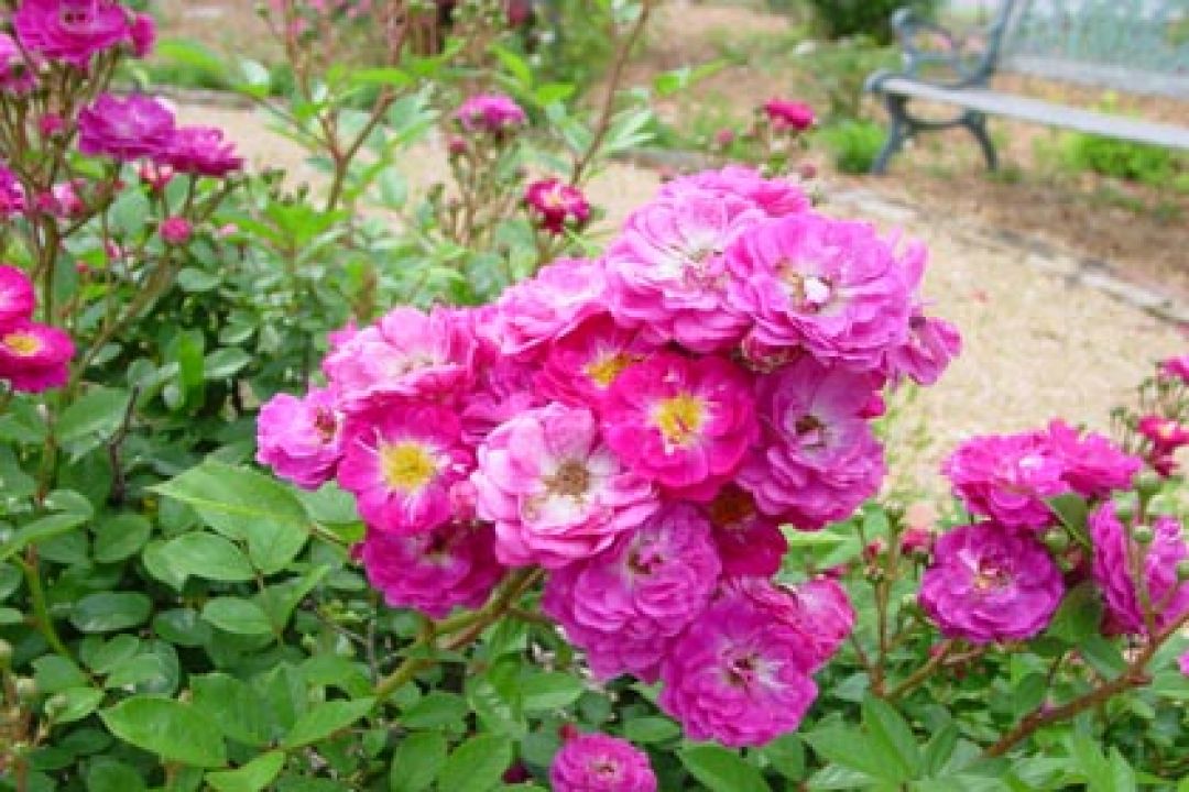 Rosa 'Baby Faurax' - Miniatuurroos | De Tuinen van Appeltern