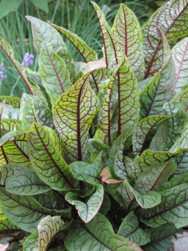 Rumex sanguineus - Bloedzuring | De Tuinen van Appeltern