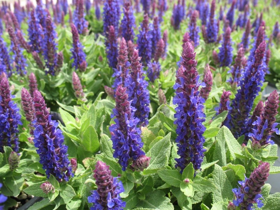 Salvia nemorosa 'Sensation Deep Blue' - Salie | De Tuinen van Appeltern