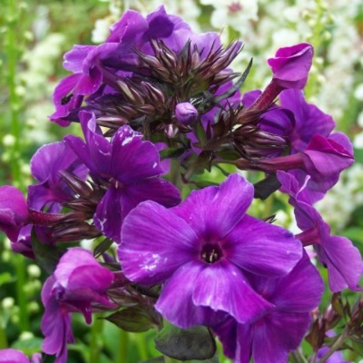 Phlox paniculata 'Border Gem' - Floks, vlambloem | De Tuinen van Appeltern