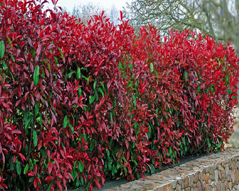 Photinia x fraseri 'Little Red Robin' - Glansmispel - De Tuinen van ...