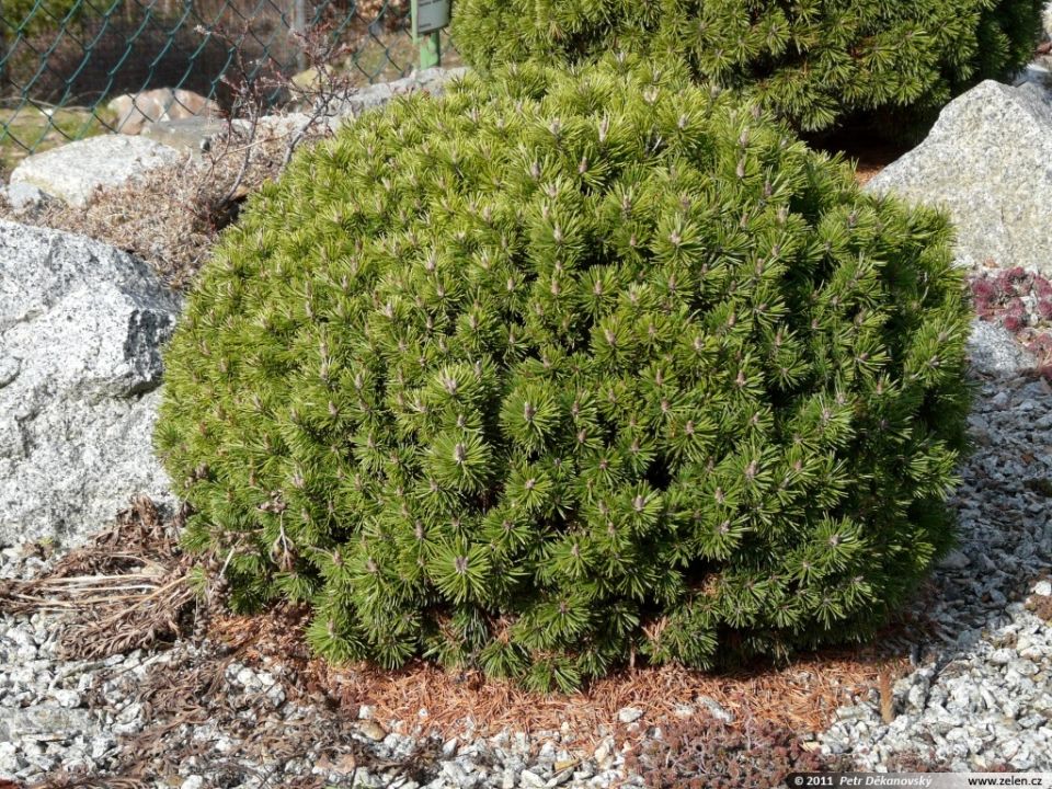 Pinus mugo 'Minimops' - Pijnboom, dwergden | De Tuinen van Appeltern