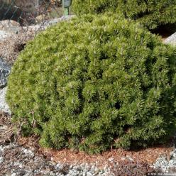 Pinus mugo 'Minimops' - Pijnboom, dwergden | De Tuinen van Appeltern