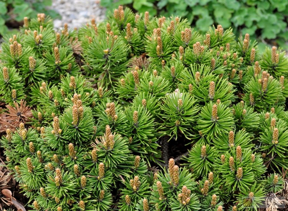 Pinus mugo 'Minimops' - Pijnboom, dwergden | De Tuinen van Appeltern