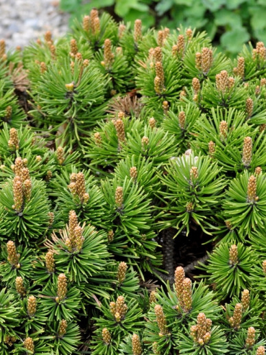 Pinus mugo 'Minimops' - Pijnboom, dwergden | De Tuinen van Appeltern