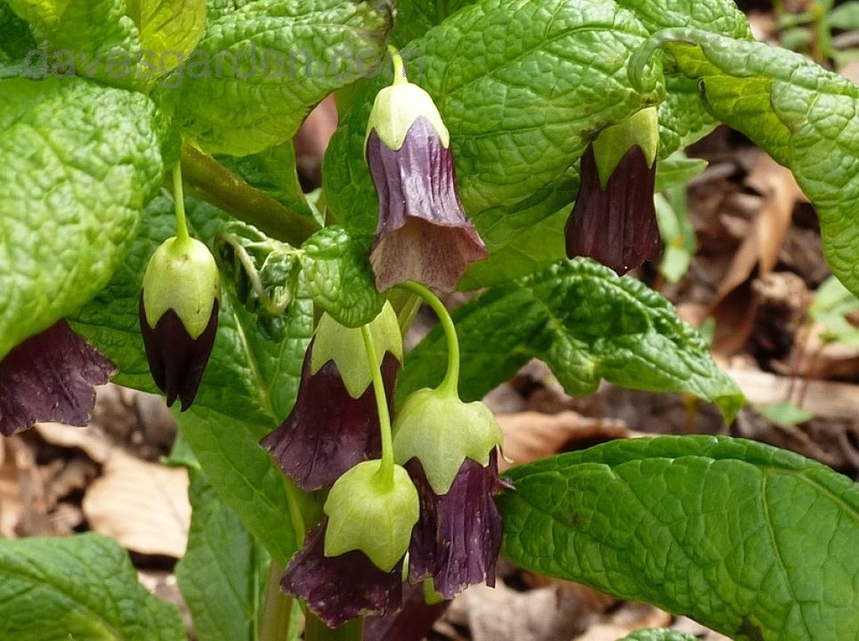 Scopolia carniolica - Klokbilzenkruid | De Tuinen van Appeltern