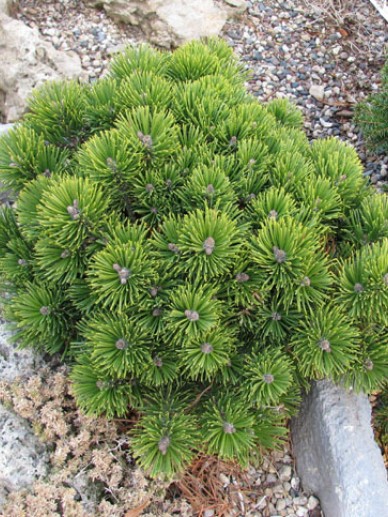 Pinus mugo 'Sherwood Compact'- Pijnboom, dwergden | De Tuinen van Appeltern